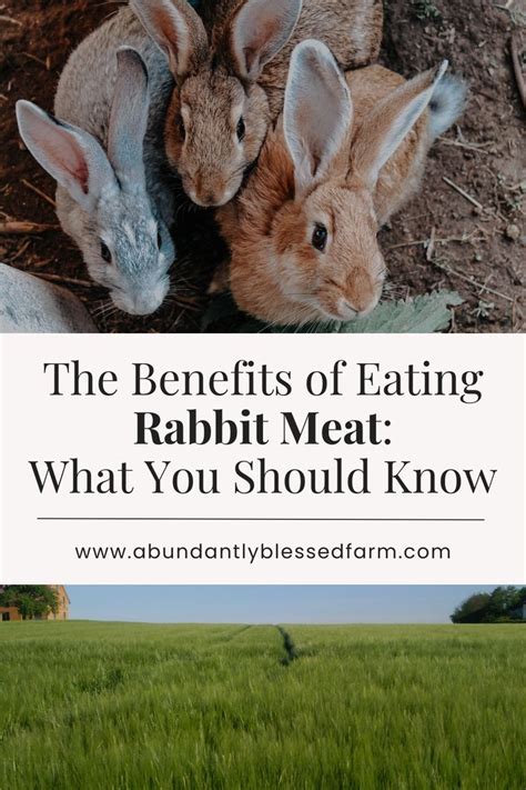 The Benefits Of Eating Rabbit Meat What You Should Know Rabbit Meat