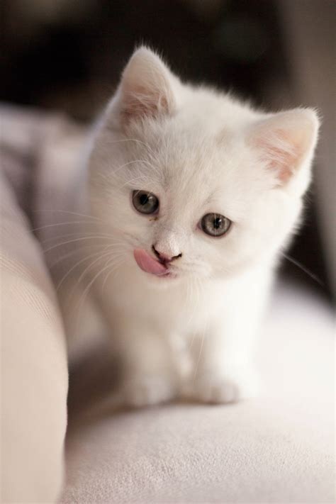 400 Kitten Wallpapers