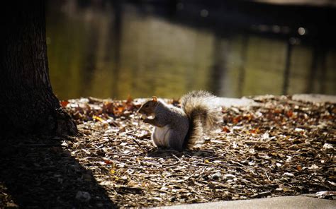 The Squirrel Mac Wallpaper Download Allmacwallpaper