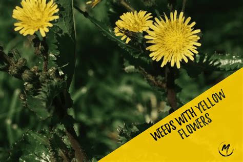 25 Weeds With Yellow Flowers Photos To Identify 2025