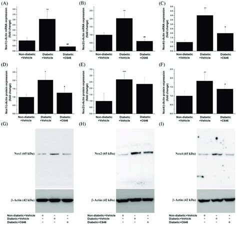 Histone Acetyltransferase P300cbp Mediates The Up Regulation Of Nox