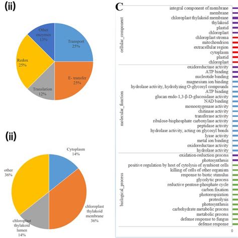 Basic Functional Classification Proposed Subcellular Localization And Download Scientific