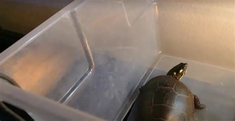 Top 5 Best Turtle Basking Platforms [february 2025 Review] Reptileprofy