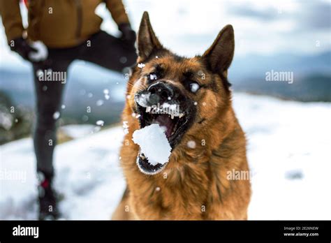 Hilarious German Shepherd