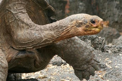 How Big Do Tortoises Get