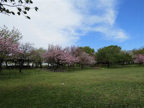 足立区都市農業公園の桜