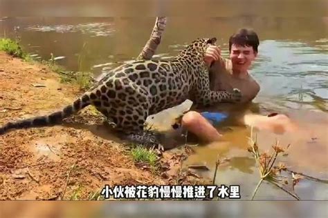 小伙被花豹扑倒，不仅不害怕，还发出笑声，这是为什么呢？笑声小伙