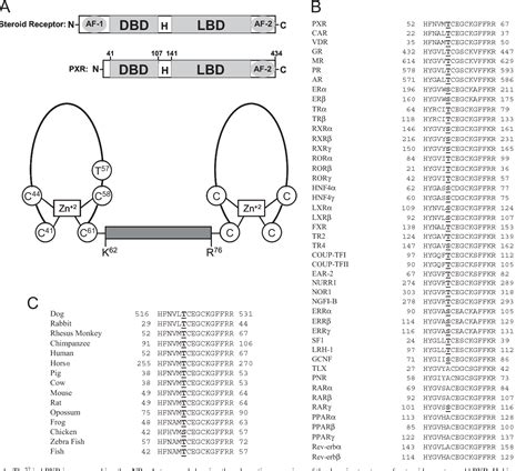 Figure 1 From A Phosphomimetic Mutation At Threonine 57 Abolishes