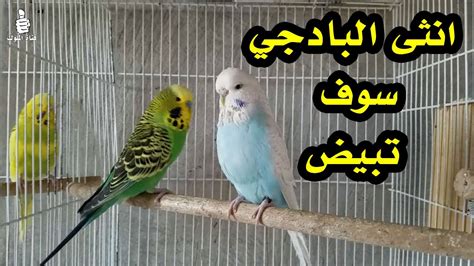 كيف اعرف ان انثى البادجي قربت تبيض Youtube