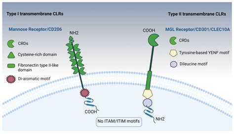 Mannose And Lactobionic Acid In Nasal Vaccination Enhancing Antigen