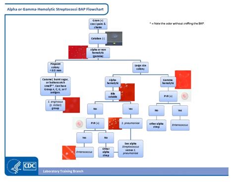 Alpha Or Gammahemolytic Streptococci On Bap Flowchart Pdf