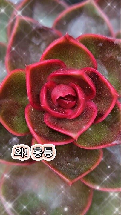 홍등 색감예술이네요 💕 임영웅 연모 Succulents 다육이 Shorts Youtube