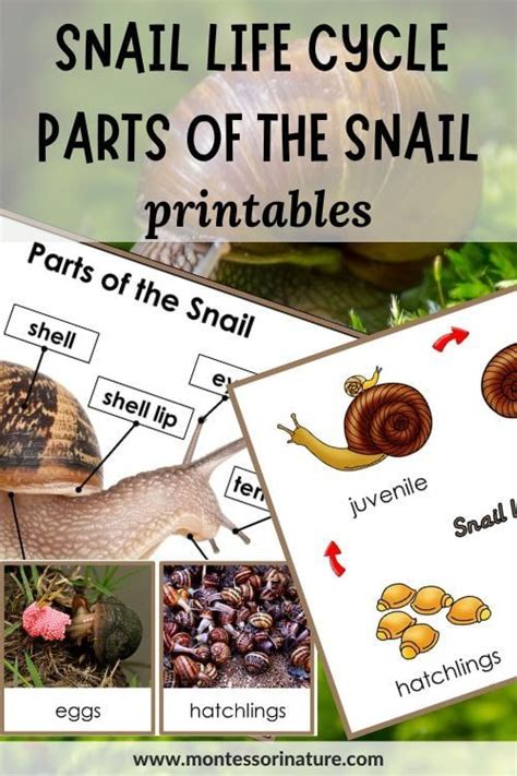 Parts Of The Snail And Snail Life Cycle Printables Artofit