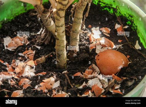 Egg Shells And Plants The Benefits Of Calcium From Egg Shells Are Good For Plant Fertility