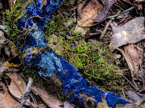 Terana Caerulea The Ultimate Mushroom Guide