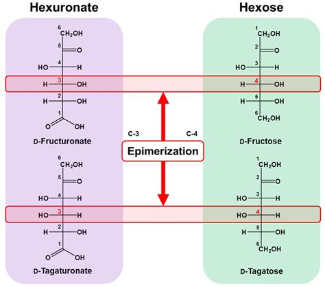 Scheme 1 Expected Epimerization Reaction Towards Hexose D Fructose