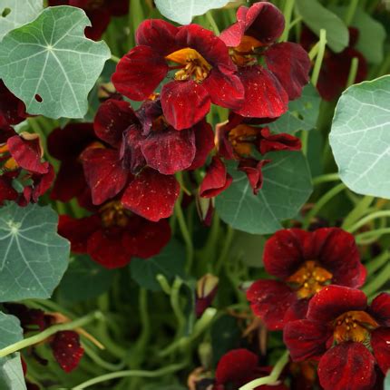 Настурция: посадка и уход за цветком - Flowers.ua