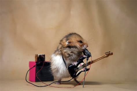 Premium Photo Hamster Playing Guitar
