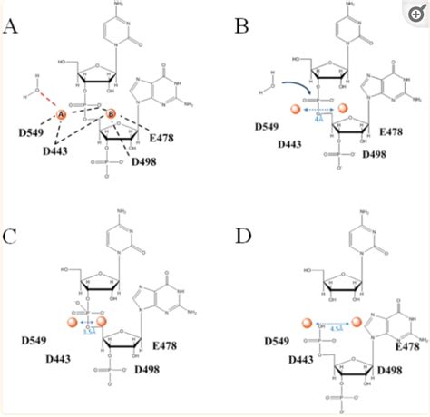 Propose An Electron Pushing Diagram For Rnase H