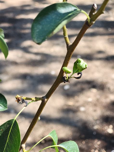 Leaf Disease New Leaves On Pear Tree Dying Able To Identify From