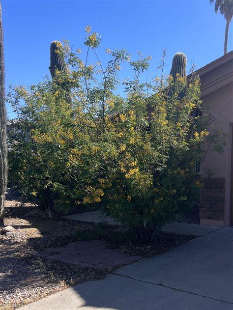 What Kind Os Tree Is This R Treeidentification