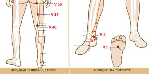 Акупунктурни точки при болка в гръбначния стълб Tiande магазин