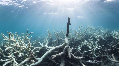 The Unprecedented Coral Bleaching Disaster At The Great Barrier Reef