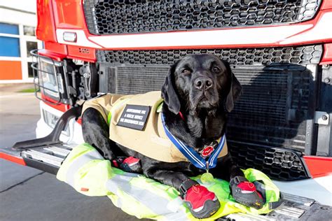 Accelerant Detection Canines Aka Fire Dogs By Dog Man Ray