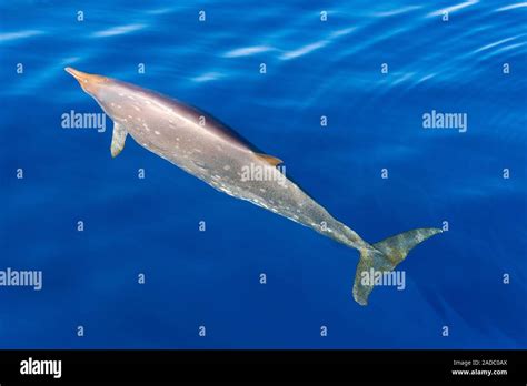 Blainvilles Beaked Whale Mesoplodon Densirostris This Whale Is