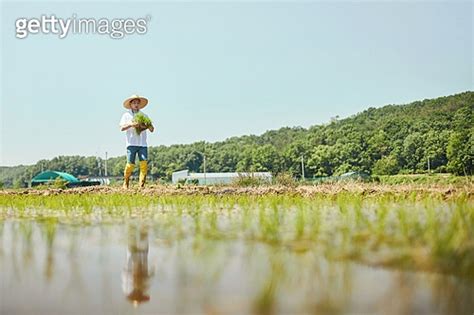 귀농 시골풍경 교외전경 농업 농업활동 농부 농촌직업 농업 주제 모내기 모내기 농업 논 모판