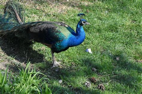 Free Picture Wildlife Bird Peacock Nature Pheasant Peafowl