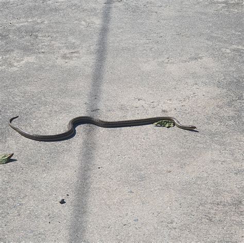요즘 뱀이 자주 보이네요 커뮤니티 게시판 기글하드웨어