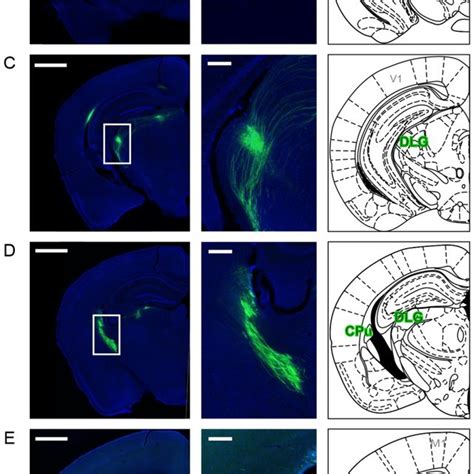 Pdf A Direct Projection From Mouse Primary Visual Cortex To