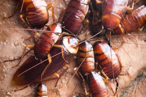 Palmetto Bug Infestation Effective Strategies For Elimination