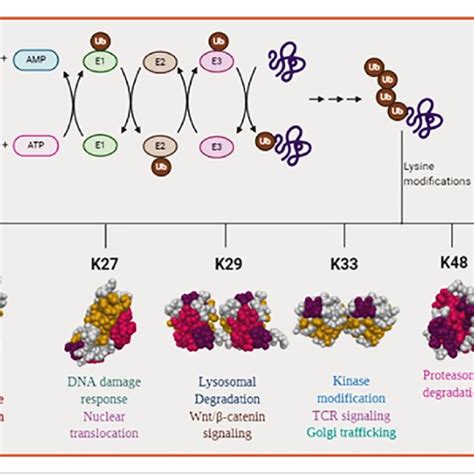 Illustration Of The Role Of Lysine Residue And Their Modification Based