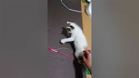 ころころまるまるのせなか Youtube