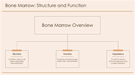 Bone Marrow Structure And Function Ppt Designs Acp Ppt Template