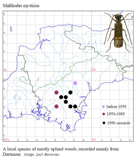 Cantharidae The Devonshire Association