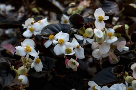 Begonia Flower Meaning Symbolism And Spiritual Significance Foliage