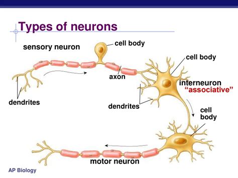 How Do Sensory Neurons Interneurons And Motor Neurons Work Together