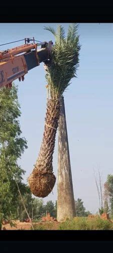 Alkaline Date Palm Trees Height 12 Feet At ₹ 3000 In Hasanpur Id