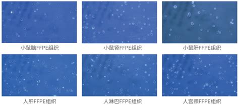 细胞核分离试剂盒 Ffpe 样本 科研服务 上海伯豪生物技术有限公司 服务科技创新，护航人类健康！
