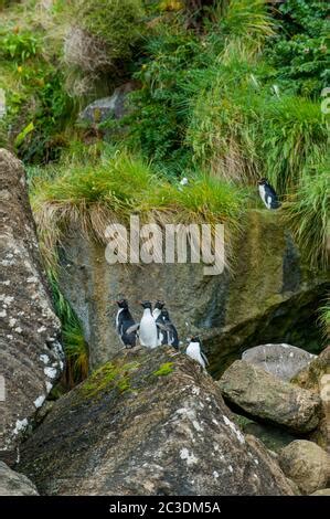 Rockhopper Penguin Eudyptes Chrysocome Along The Beach In The