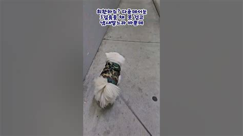 노견의헬스장 꼬몽이전력질주 체력단련하러왔어요 똑똑한강아지 꼬몽이와의일상 나와같이사는동안행복했니 열네살페키니즈 노견과의하루 Youtube