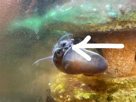 Can Someone Tell Me Why My Snail Is… Floating Im Mainly Concerned The Cause Is Something
