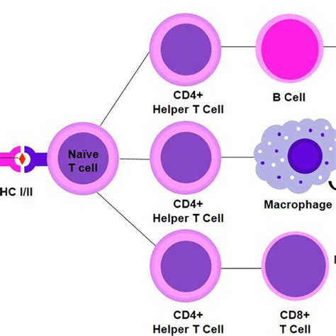 Effector T Cell Functions Activation Of Cd4 Helper T Cells Via Download Scientific Diagram