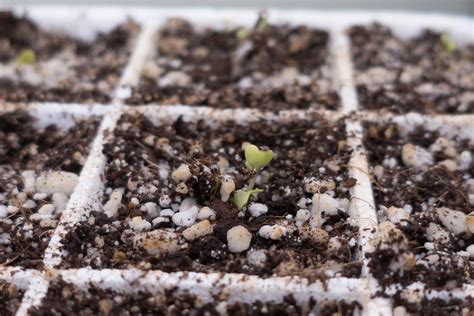 What To Plant In March Sf Bay Gardening