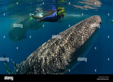 Whale Shark And Tourist Cenderawasih Bay West Papua Indonesia Stock
