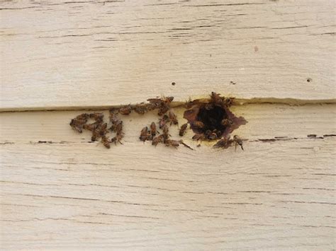 Top Pest Control Services Companies In Round Rock