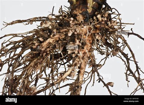 Rhizobium Root Nodules